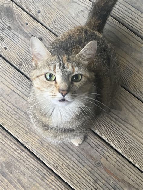 Shes A Stray But My Next Door Neighbor And I Spoil Her 🥰😍 Rtorbie