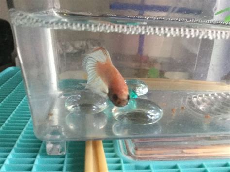 How To Determine The Sex Of A Betta Fish Steps With Pictures