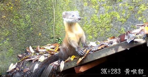 既有工程增設生態友善設施 林務局助動物脫困影像證明有效 國家地理雜誌官方網站探索自然科學與文化的最佳權