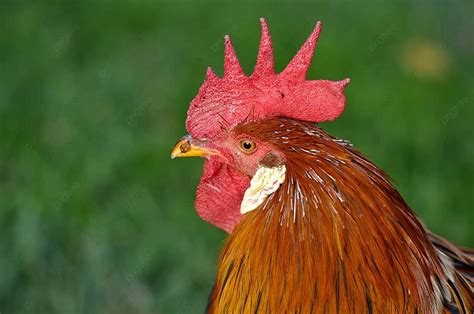 Rooster Close Up Cockscomb Rooster Red Photo Background And Picture For