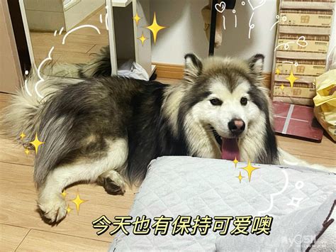 阿拉斯加小偿 猫狗总动员 梦溪论坛 镇江 时事 招聘 求职 社区 房产 装修 美食 摄影 汽车 摄影 运动 女性 征婚 游戏 镇江麻将