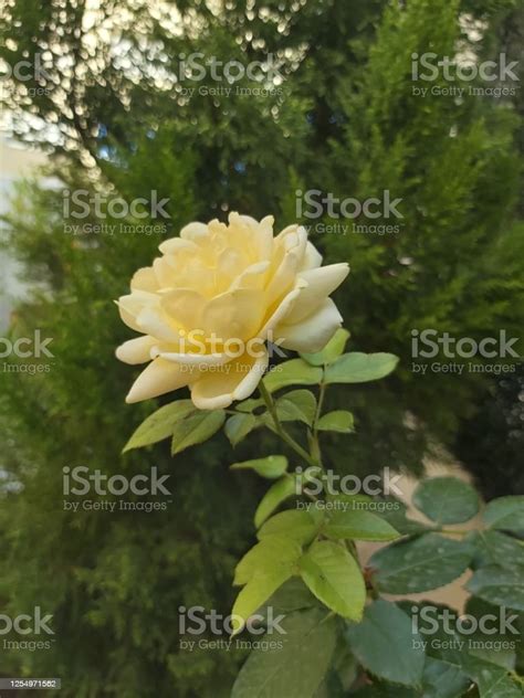 정원에서 흰색과 노란색 장미 노란 장미의 클로즈업은 흐릿한 배경으로 꽃을 피웠다 아름다운 노란 장미의 클로즈업 노란 장미 꽃의