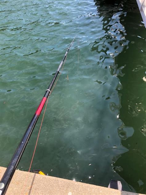 チヌ 兵庫県瀬戸内海側 野瀬埠頭 フカセ釣り クロダイチヌ 陸っぱり 釣り・魚釣り 釣果情報サイト カンパリ