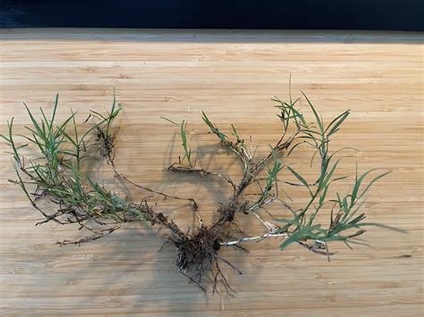 Grass Rendering Distance In Sse Rskyrimmods