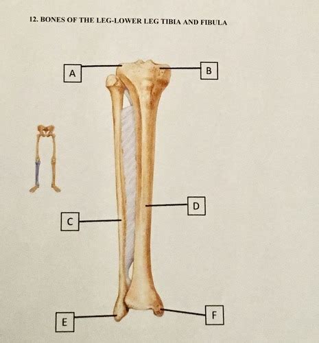 Chapter Bones Of The Leg Lower Leg Tibia And Fibula Flashcards Quizlet