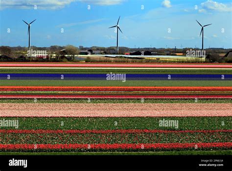 Tulips Field Netherland Wind Wheel Alkmaar Flowering Tulips Field