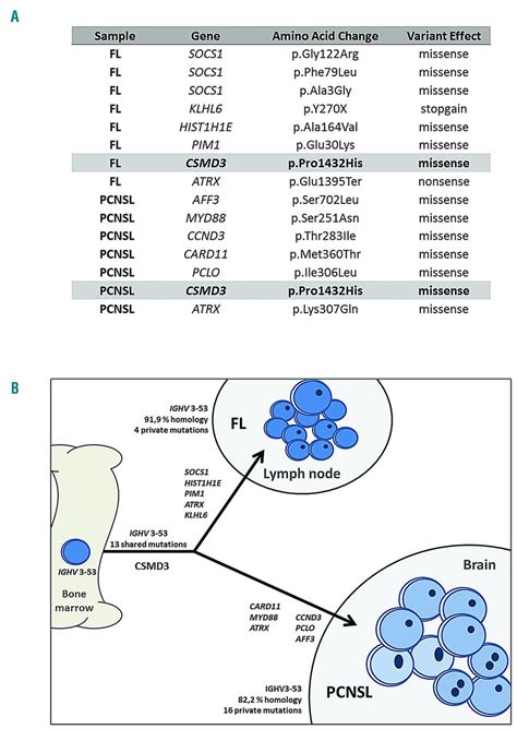 Branched Clonal Evolution Nodal Follicular Lymphoma And Primary Diffuse Large B Cell Lymphoma