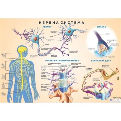 Нервна система ТЕМАТИЧНИ ТАБЛА и ПОСТЕРИ
