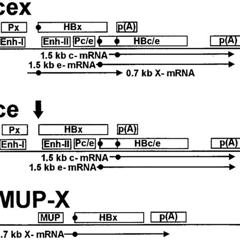 Dna Constructs Used For The Generation Of Transgenic Mice The