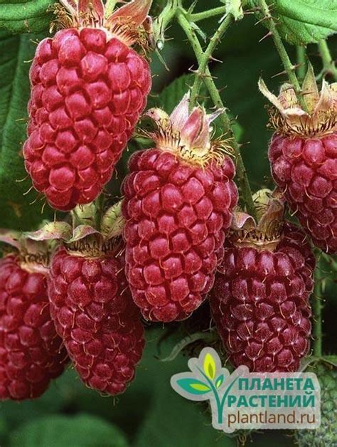Малина Сказка - Описание сорта - Продажа саженцев Малины | Планета растений