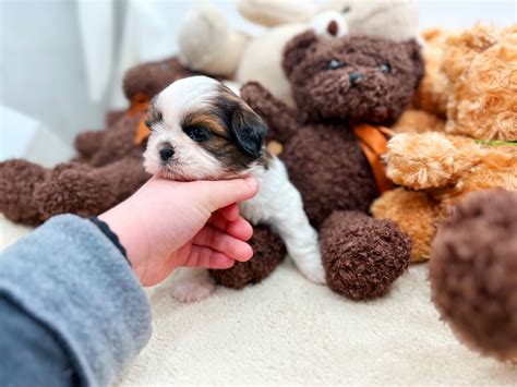 Bbs 애견분양 시츄분양 합니다