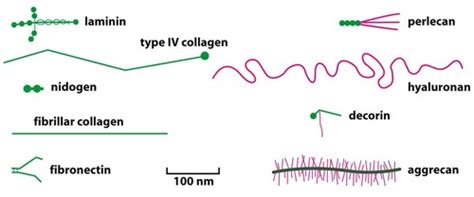 Cell Bio Ii Unit 4 Cell Junctions Adhesion And The Extracellular