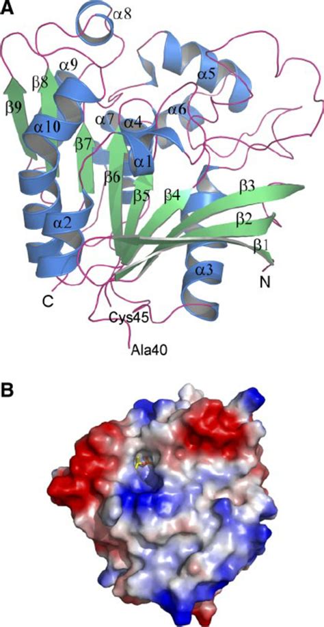 Overall Structure Of Human Esd A Cartoon Representation Of The