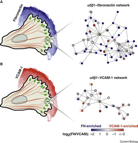 Adhesion Signalling Complexes Current Biology