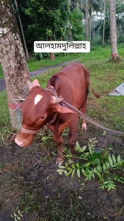 Eid Goru Reels Eidmubarak Youtube