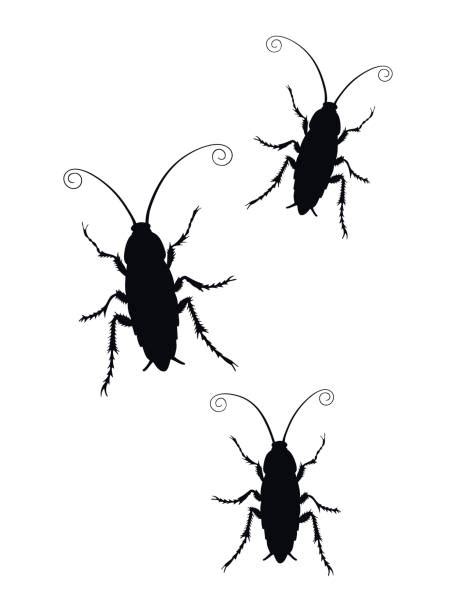 810 Cockroach Face Stock Illustrations Royalty Free Vector Graphics And Clip Art Istock