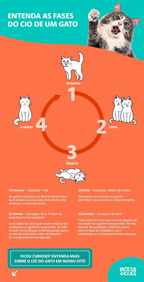 Entenda As Fases Do Cio De Um Gato