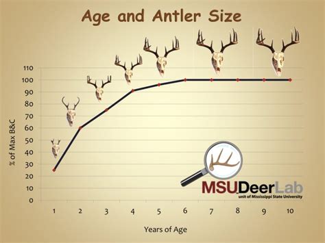 Deer Antler Growth Chart By Month And Age