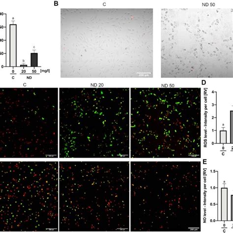 Diamond Nanoparticles Led To An Nadph Dependent Induction Of Ros In Download Scientific Diagram
