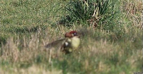 Green Woodpecker Struggling To Escape An Attack By The Weasel Album