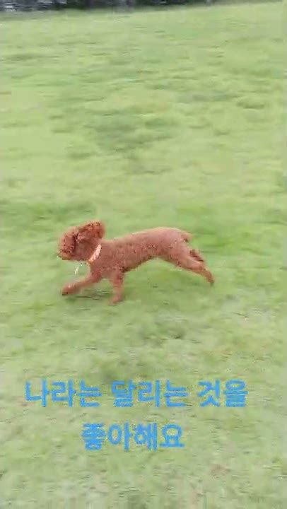 푸들시각장애선천적 강아지달리기아기나라는 많이 컸어요 그래도 뛰는 것을 좋아하고 넓은 잔디밭을 좋아해요 Youtube