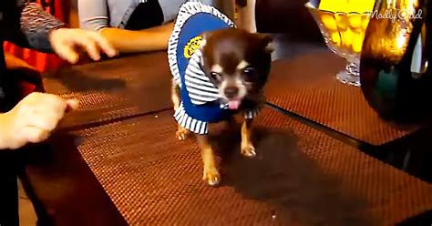 Miracle Millie Is The Worlds Smallest Full Grown Dog A