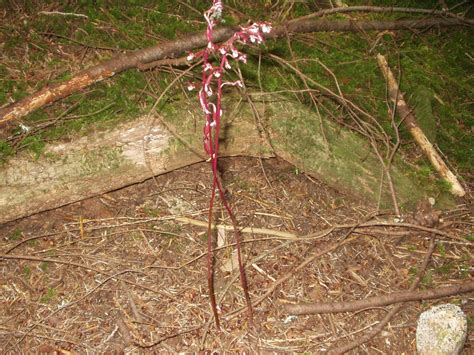 Mycotrophic Wildflowers And Rar