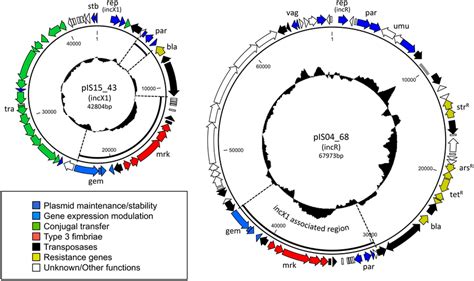 graphic representation of annotated plasmids pis15 43 and pis04 68 gc