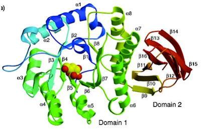 Alpha Galactosidase Alpha D Galactoside Galactohydrolase