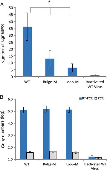 Bulge And Loop Mutations In 5utr Of Hiv 1 Genomic Rna Resulted In Download Scientific Diagram