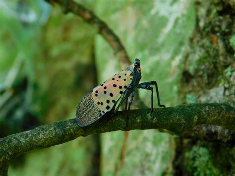 Arborists And Researchers Come Together To Tackle The Spread Of Spotted