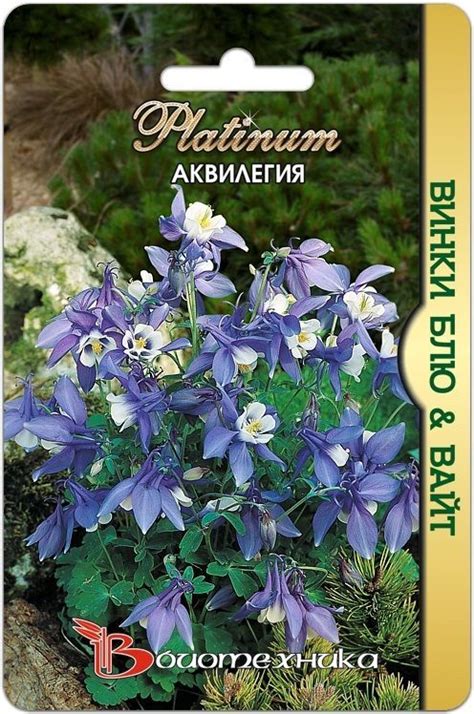 Аквилегия Винки Блю & Вайт, семена – купить в питомнике "КСП" с ...