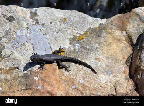 Black Girdled Lizard Looking Up From A Rock At The Cape Of Good Hope