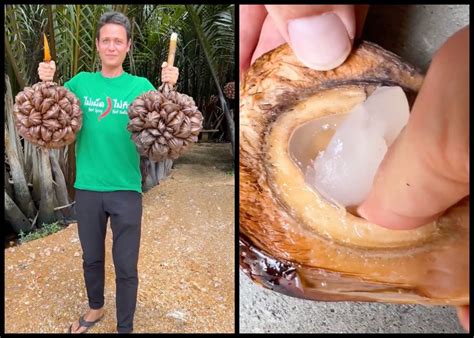 Pohon Nipah