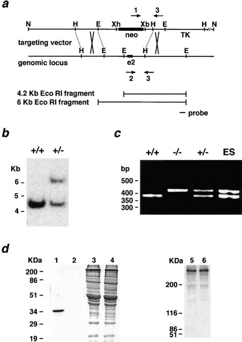 Homologous Recombination In The Murine γ Sarcoglycan Locus A The