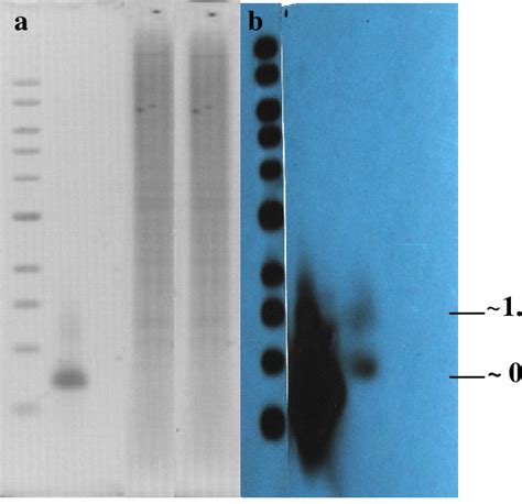 Southern Blotting Analysis On The Isolated Genomic Dna Samples A