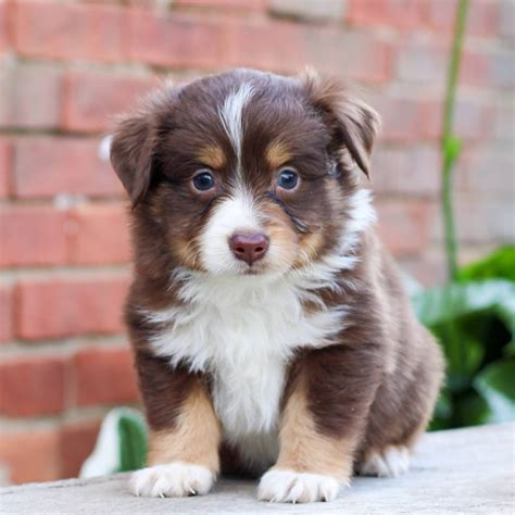 Are Mini Australian Shepherd Hypoallergenic