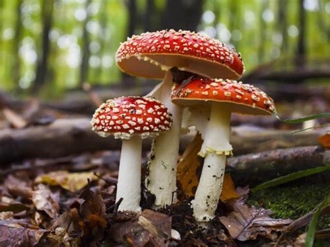 Dried Vs Fresh Mushrooms Which Is Better For Your Dish In 2024