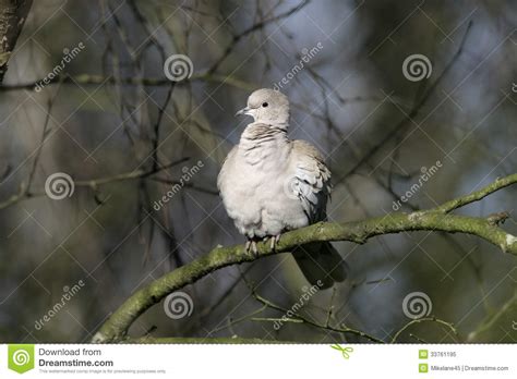 Collared Dove Streptopelia Decaocto Stock Image Image Of British Dove 33761195