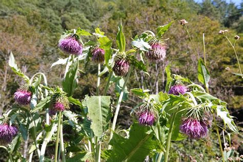 サワアザミ 大鰐町 青森県の自然を切り撮る