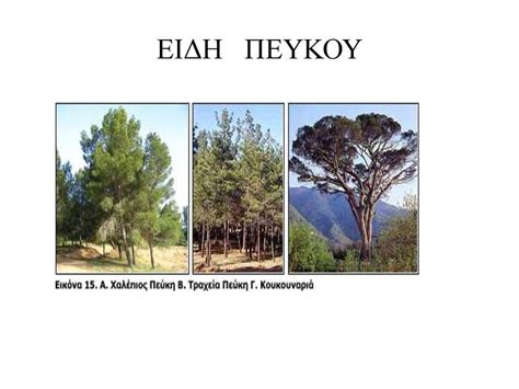 2ο ΓΥΜΝΑΣΙΟ ΣΥΚΕΩΝ ΠΡΟΓΡΑΜΜΑ ΠΕΡΙΒΑΛΛΟΝΤΙΚΗΣ Ppt κατέβασμα