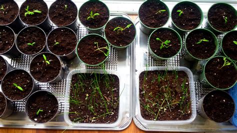 Horticultural Therapy Susan Mccool