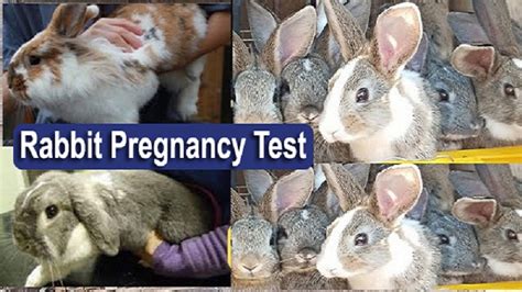 Everything Owners Need To Know About Testing And Caring For Rabbit