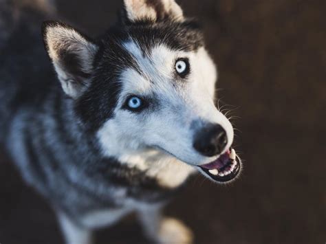 Siberian Husky Dog Breed Information Guide Spot Canada