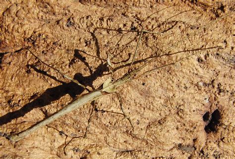 Exotic Phasmid Thread Ii Arachnoboards