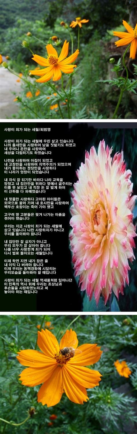 사랑이 죄가 되는 세월 최범영