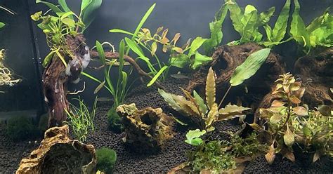 Planted Aquarium Week 3 Shrimp And Threadfin Rainbowfish Album On Imgur