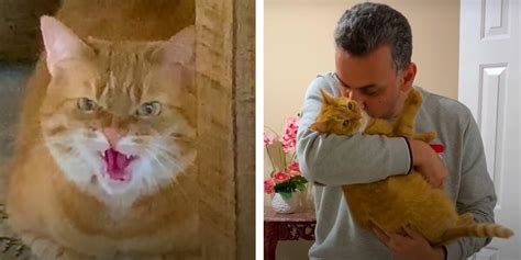 Angry Cat Hated Everyone — Until She Met Grandpa The Dodo