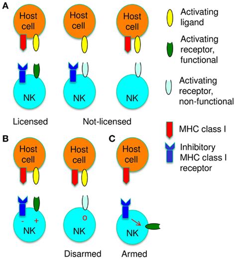 Frontiers Adaptations Of Natural Killer Cells To Self Mhc Class I