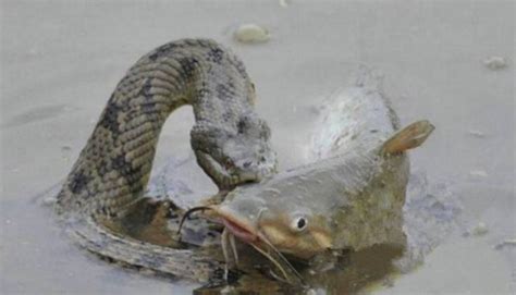 男子去魚塘釣魚剛丟下魚鉤下一秒看見這樣的一幕 每日頭條